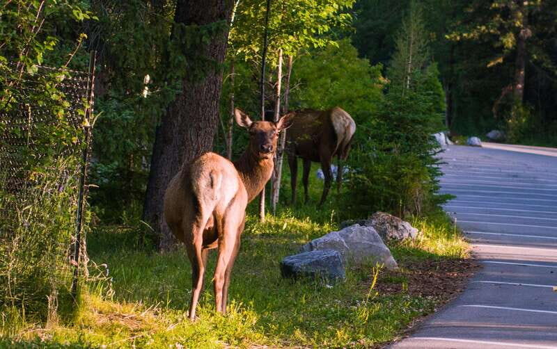 Banff/Canmore/Calgary: Moraine Lake and Lake Louise Guided - Key Points