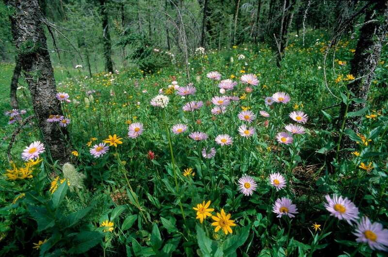 Banff: Edible and Medicinal Plants Nature Walk - FAQs