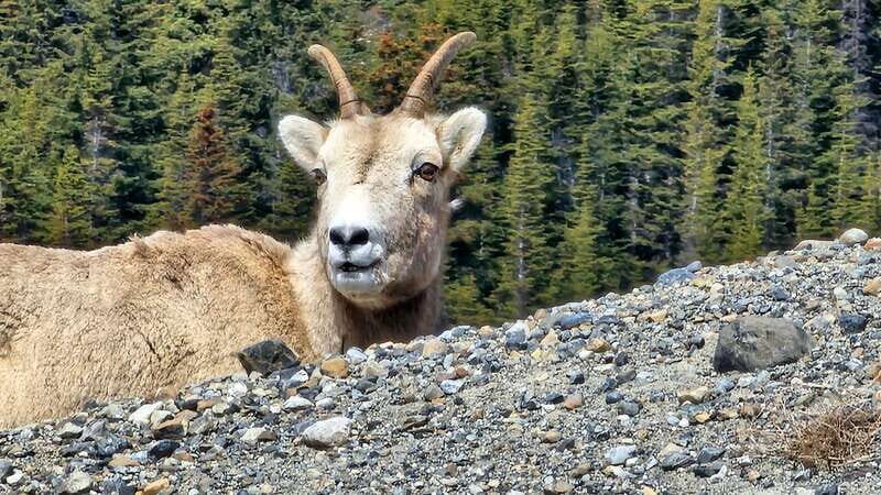 Banff: Evening Wildlife Safari Guided Tour - How Does the Itinerary Unfold?