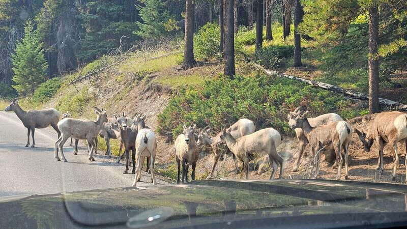 Banff: Evening Wildlife Safari Guided Tour - Price and Value