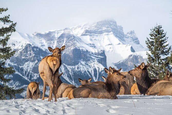 Banff Explorer Private Tour Highlights of Yoho with Moraine Lake - Who Would Love This Tour?