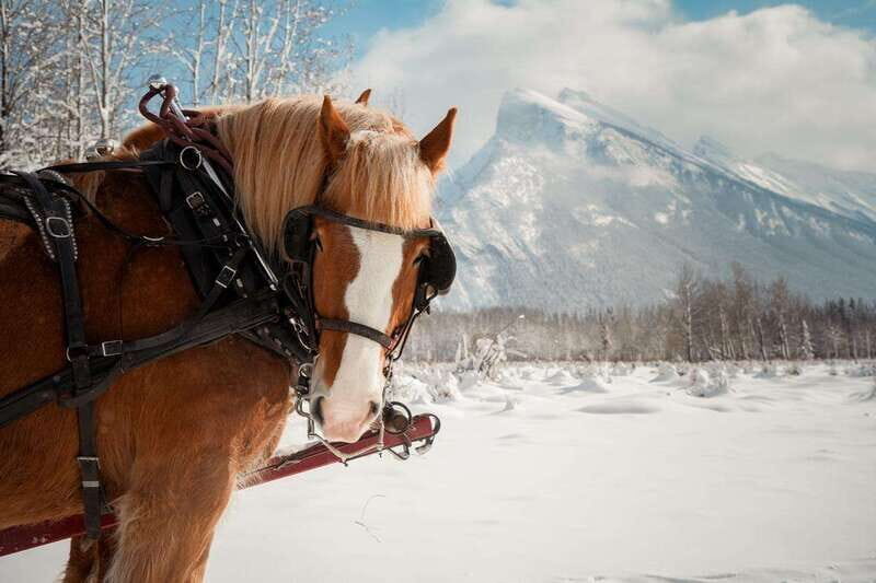 Banff: Family Friendly Horse-Drawn Sleigh Ride - Key Points