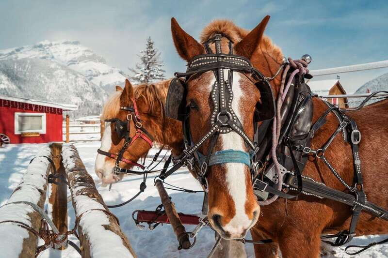 Banff: Family Friendly Horse-Drawn Sleigh Ride - The Sum Up: Is This Tour Worth It?