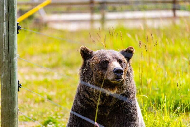 Banff: Grizzly Bear Refuge Tour with Lunch - Key Points