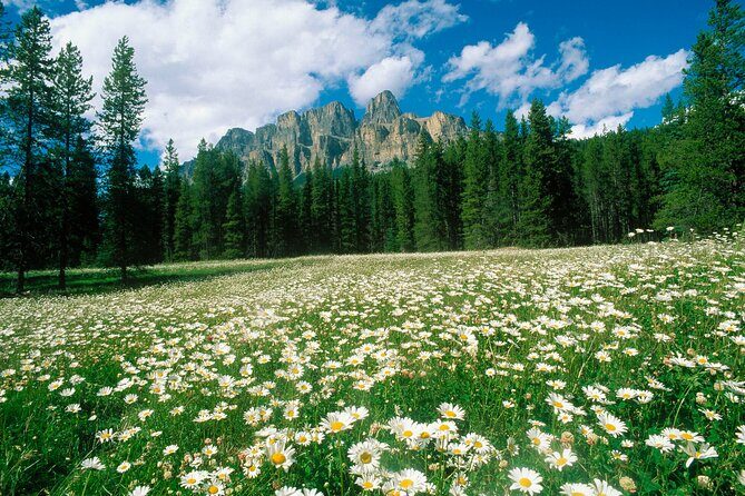 BANFF Medicinal and Edible Plants Nature Walk - 2 Hours - Authenticity and Real-World Insights from Reviews
