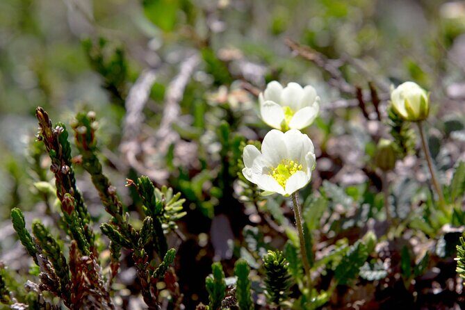 BANFF Medicinal and Edible Plants Nature Walk - 2 Hours - Who Will Love This Tour?