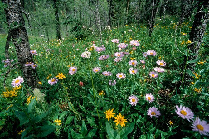 BANFF Medicinal and Edible Plants Nature Walk - 2 Hours - The Sum Up: Is This the Right Tour for You?
