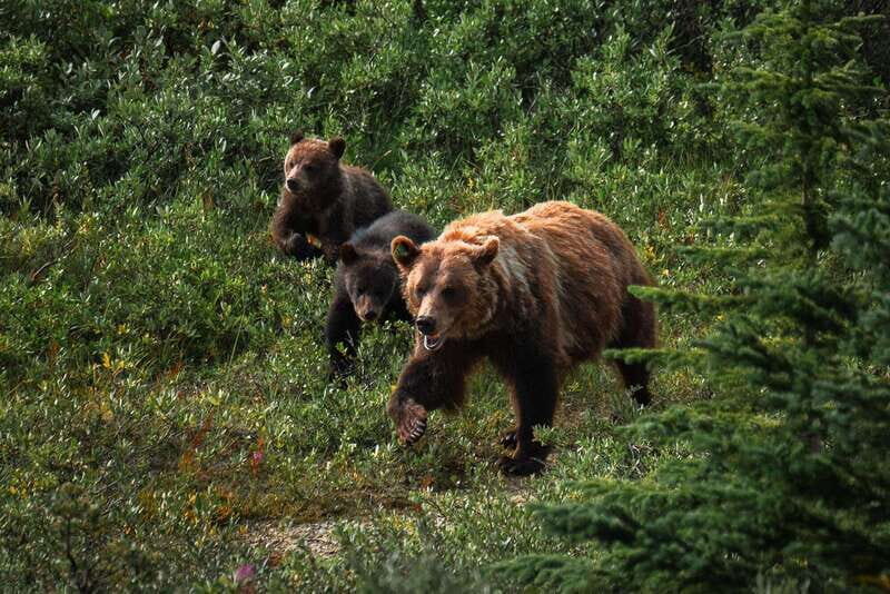 Banff National Park PRIVATE SAFARI and Nature Walk - 3.5H - The Sum Up: Who Will Love This Tour?