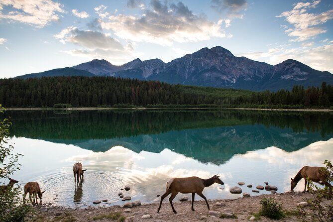 Banff PRIVATE Safari Drive and Custom Nature Walk -4H - Why This Tour Offers Something Unique in Banff