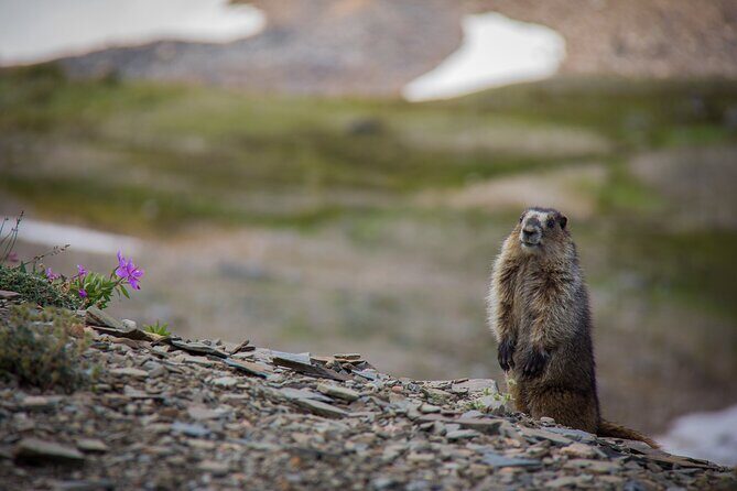 Banff PRIVATE Safari Drive and Custom Nature Walk -4H - Who Should Consider This Tour?