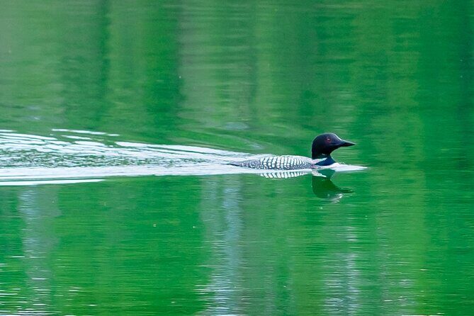 Banff PRIVATE Safari Drive and Custom Nature Walk -4H - The Sum Up