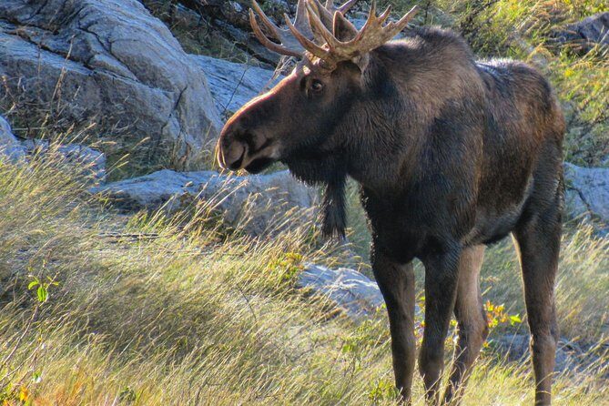 Banff to Jasper One-Way Tour - Authentic Experiences From Reviewers