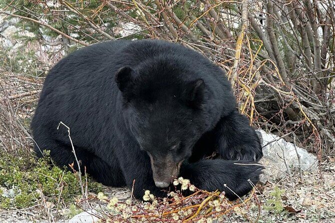Banff Wildlife Explore and Johnston Canyon Hiking Tour - Authentic Experiences and Hidden Gems