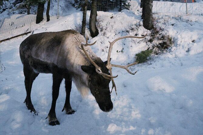 Banff Wildlife Explore and Johnston Canyon Hiking Tour - Practical Considerations
