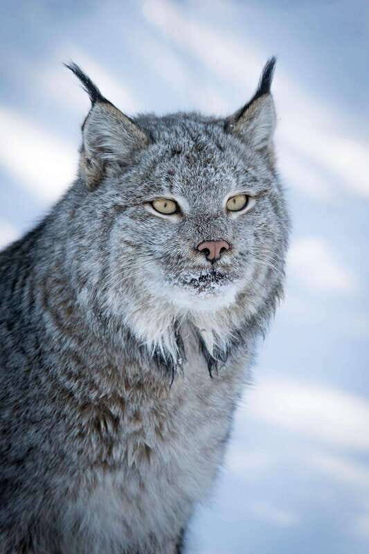 Banff: Winter Wilderness Walk with Wildlife Tracking - 2hrs - What Makes This Tour Stand Out