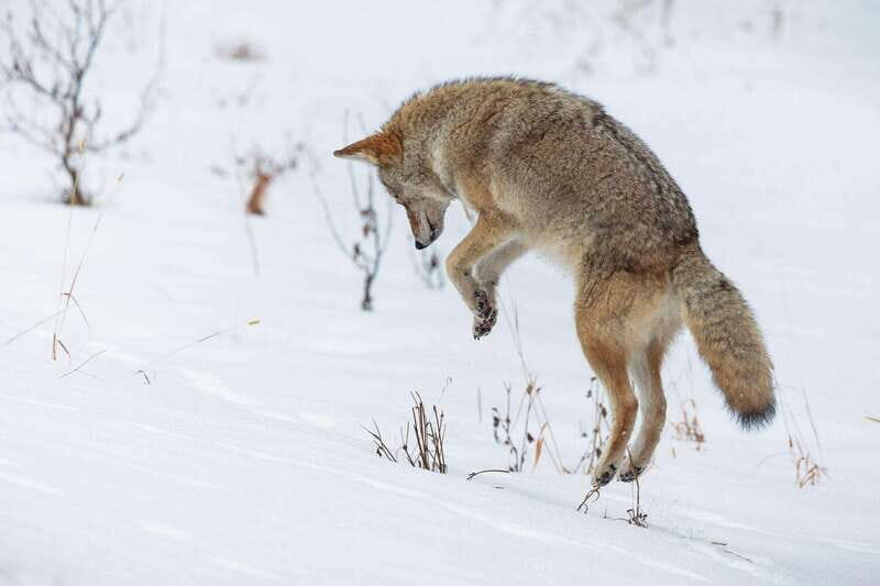 Banff: Winter Wilderness Walk with Wildlife Tracking - 2hrs - Final Thoughts: Who Should Sign Up?