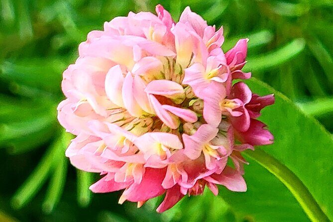 Banff, Yoho, Kootenay and Jasper Private National Parks Tour - FAQ