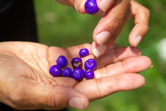 Bangalow Native Bush Food Tour - Key Points