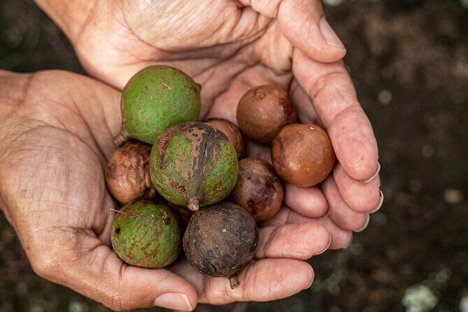 Bangalow Native Bush Food Tour - Final Thoughts: Is It Worth It?