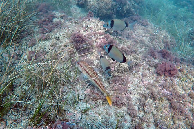 Baptism of diving from boat - Final Thoughts