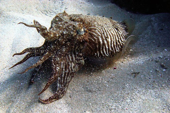 Baptism of diving in the Natural Park of the Strait - Key Points