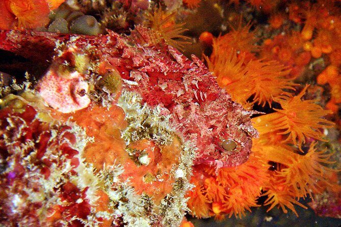 Baptism of diving in the Natural Park of the Strait - Why It’s a Great Choice for Different Travelers