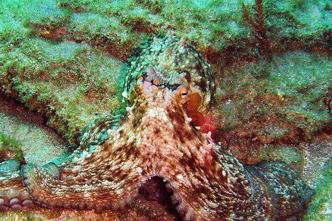 Baptism of diving in the Natural Park of the Strait - Considerations Before Booking