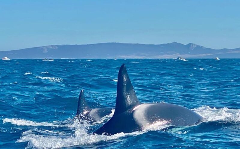 Barbate: Dolphin and Whale Watching in Cape Trafalgar - The Sum Up