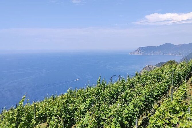 BarCa Winery Cinqueterre Trekking & Wine Tasting & Pesto Class - Review of the BarCa Winery Cinqueterre Trekking & Wine Tasting & Pesto Class