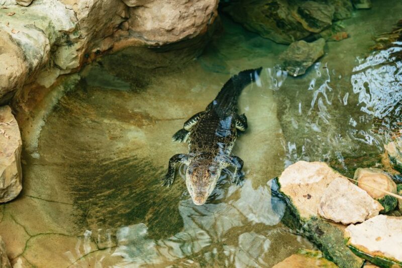 Barcelona: 1-Day Ticket to Barcelona Zoo - Animal Collection and Exhibits