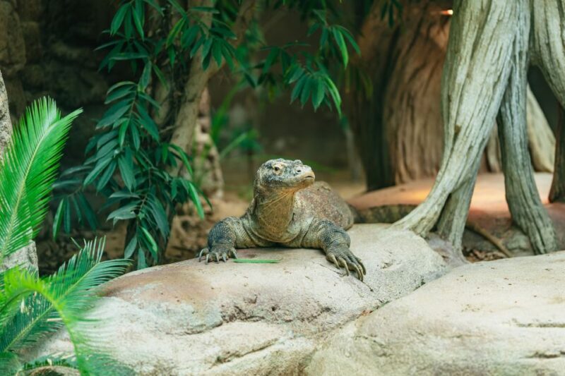 Barcelona: 1-Day Ticket to Barcelona Zoo - Visitor Experiences and Tips