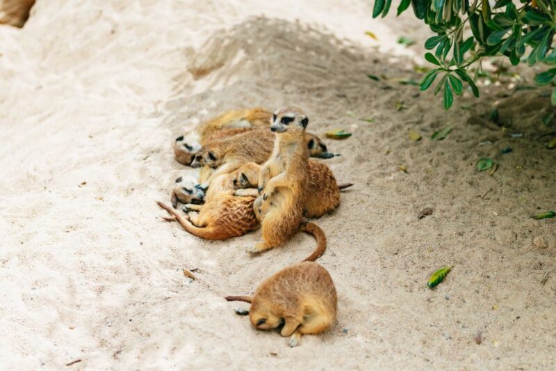 Barcelona: 1-Day Ticket to Barcelona Zoo - Best Times to Visit