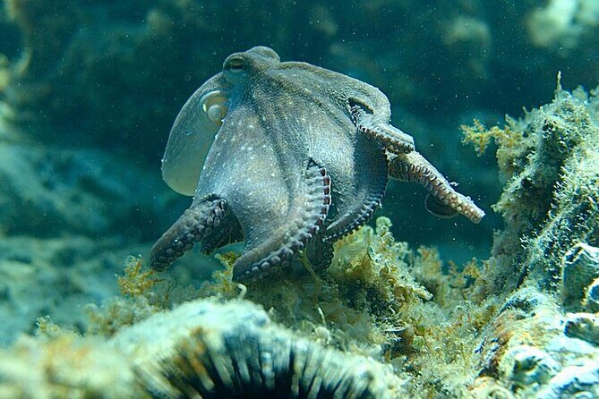 Barcelona Adventure: Costa Brava Hike & Snorkel - Frequently Asked Questions