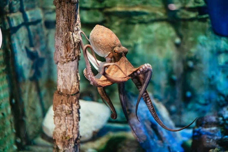 Barcelona Aquarium: Entry Ticket - Final Thoughts: Is It Worth Your Time?