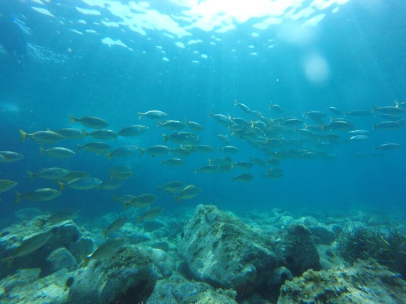 Barcelona: Costa Brava Easy Hike, Snorkel, Cliff-Jump & Meal - Introducing the Costa Brava Easy Hike, Snorkel, Cliff-Jump & Meal Tour