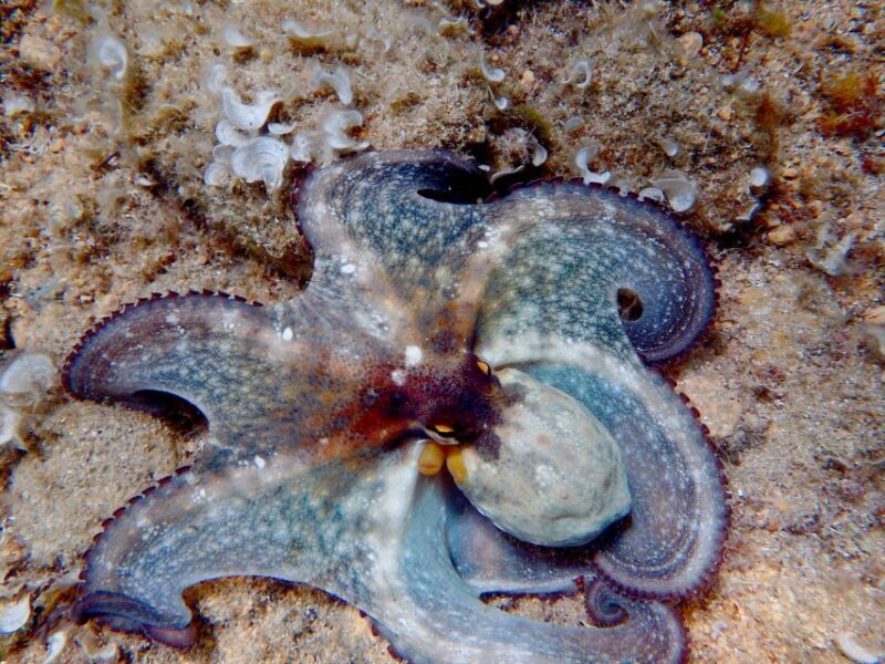 Barcelona: Costa Brava Easy Hike, Snorkel, Cliff-Jump & Meal - Authentic Feedback from Previous Travelers