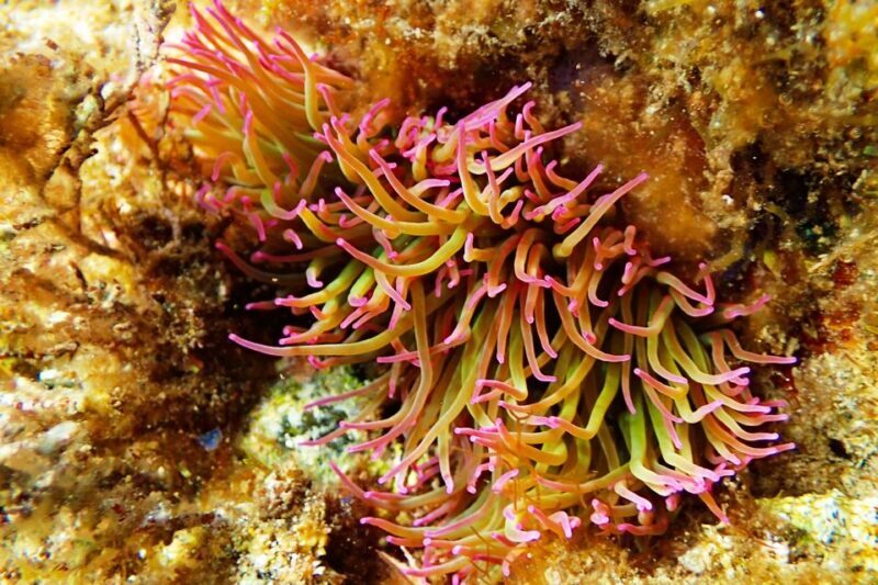 Barcelona: Costa Brava Kayak, Snorkel & Cliff Jump & Lunch - Practical Tips and Considerations