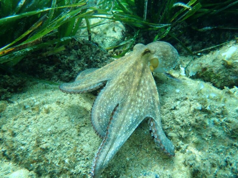 Barcelona: Costa Brava Kayak, Snorkel & Cliff Jump & Lunch - Frequently Asked Questions