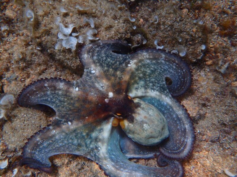 Barcelona: Costa Brava Kayak & Snorkeling Small Group Tour - Authentic Insights from Reviews