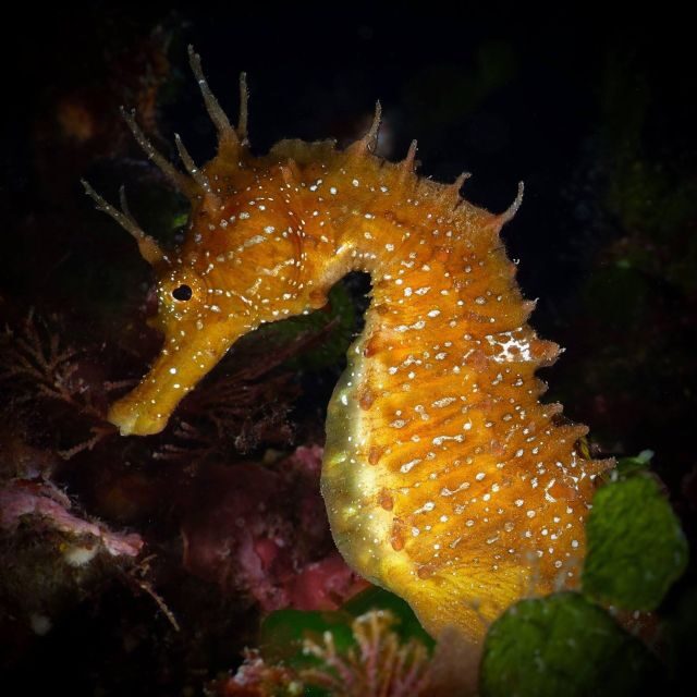 Barcelona: PADI Discover Scuba Diving - What Makes This Experience Stand Out