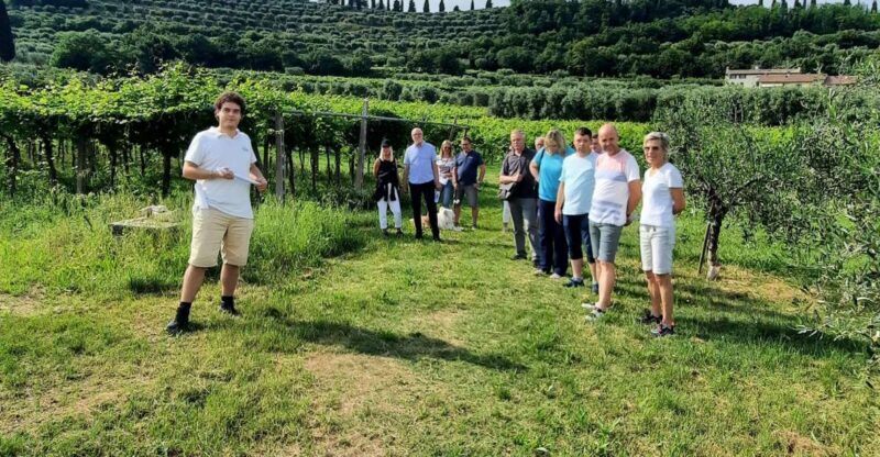 Bardolino: Vineyard Tour with Wine, Olive Oil & Food Tasting - Key Points