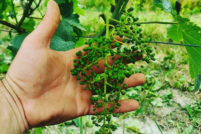 Barolo&Barbaresco Wine Experience with a Local Winemaker / Torino - Frequently Asked Questions