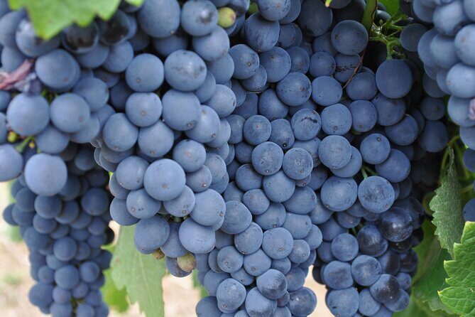 Barossa and Hahndorf Wine Tasting and Sightseeing Tour - Practical Considerations and Overall Value