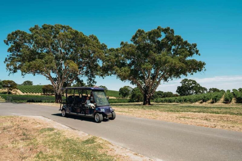 Barossa Valley: EcoVine Explorer - e-cart vineyard tour - A Closer Look at Lambert Estate’s EcoVine Explorer