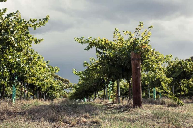 Barossa Valley: EcoVine Explorer - e-cart vineyard tour - FAQ: Your Practical Questions Answered