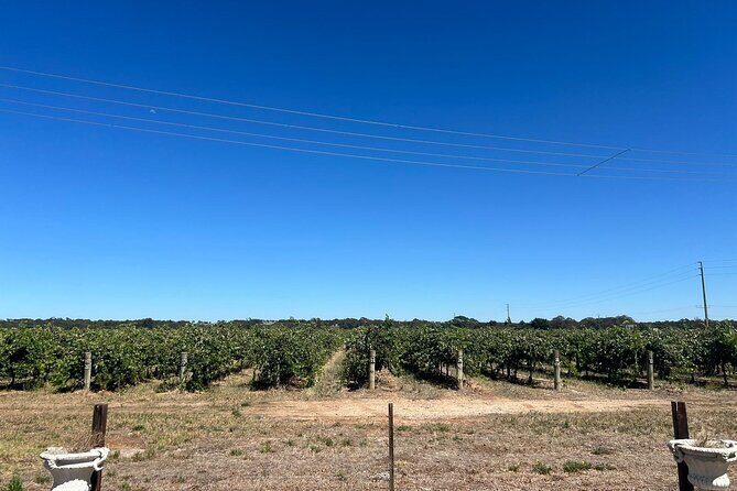Barossa Valley Gin and Wine Tour - Exploring the Barossa Valley Gin and Wine Tour: A Balanced Look at What to Expect
