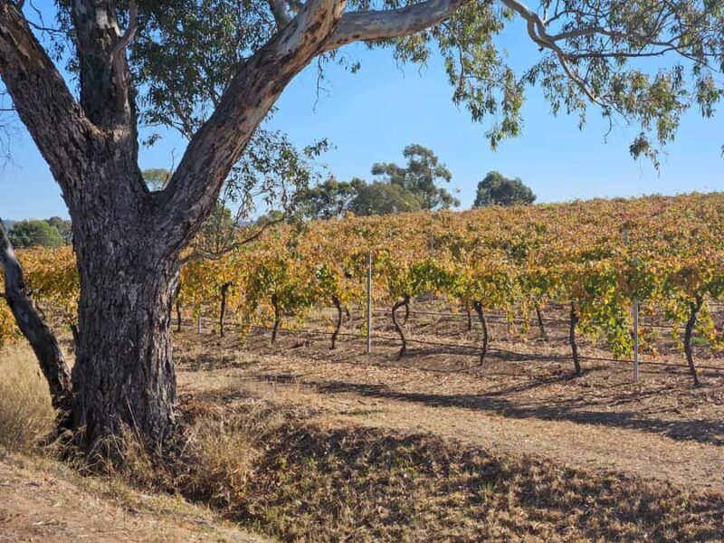 Barossa Valley Wine Tour - Key Points