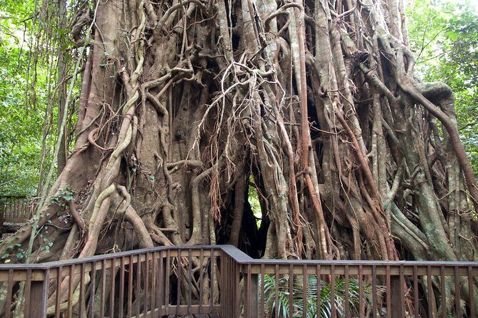 Barron Gorge and Kuranda National Park Half Day Rainforest and Waterfall 4WD Tour from Cairns - Introduction