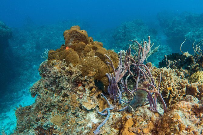 Basic Diver - Bautismo - The Sum Up