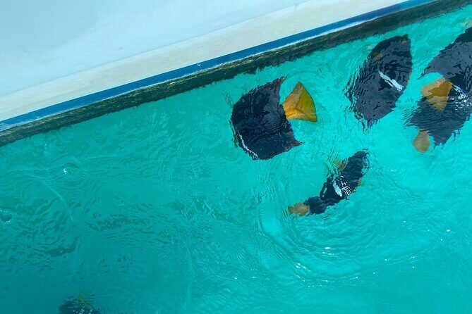 Basic Marietas Islands Tour Snorkeling Playa Nopalera and more - The Itinerary Breakdown